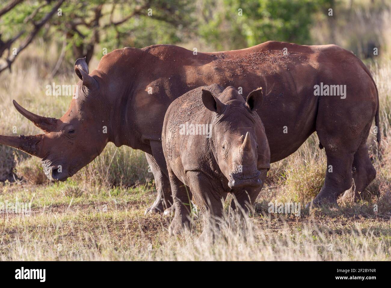 Lewa Wilderness,Lewa Conservancy,Meru County,Kenya,Africa Stock Photo ...