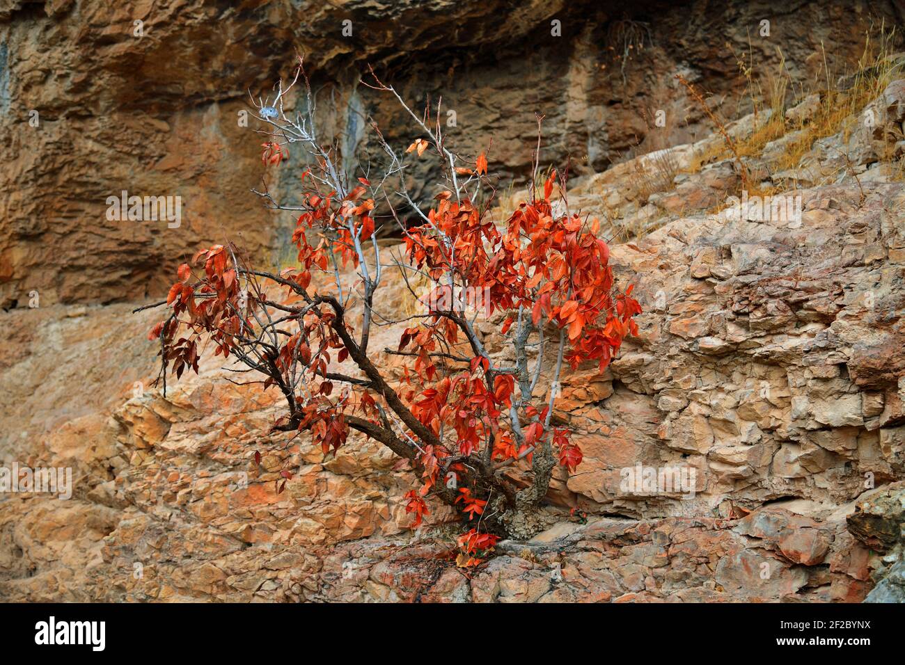 A Tree Growing from Stone in Zoragvan Gorge Stock Photo - Alamy