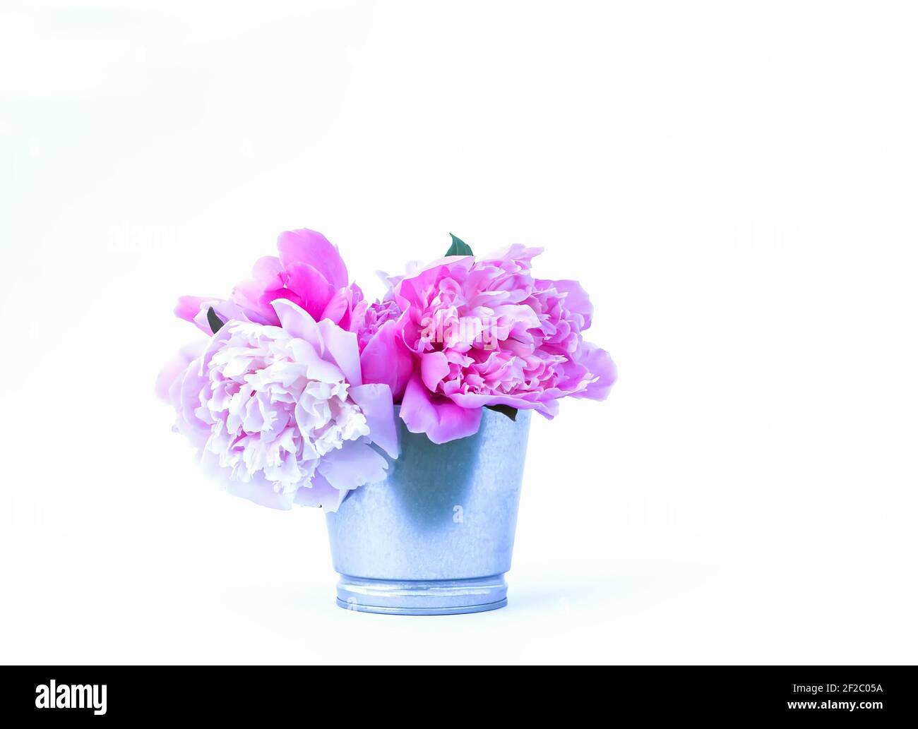 Beautiful bouquet of the fresh pink peony flowers in metal bucket on ...