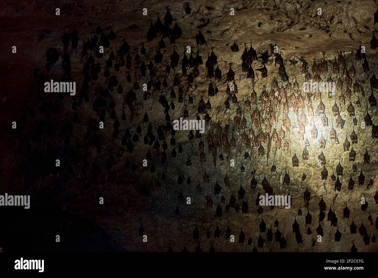 A flock of bats sleep on the ceiling in a cave. With a flashlight in ...