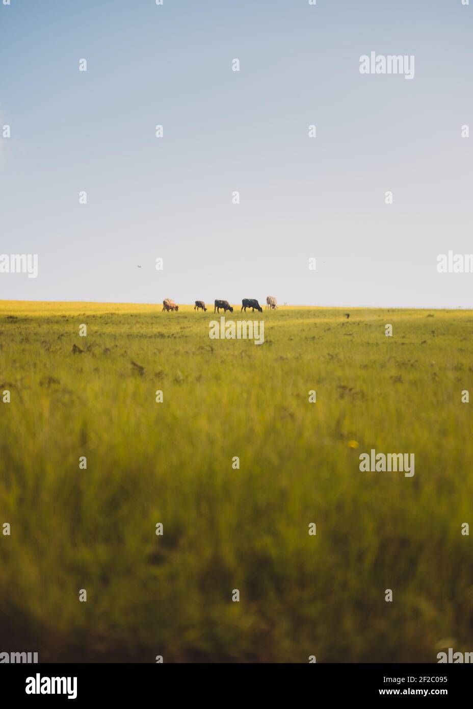 Cows along the horizon in Malolotja Nature Reserve, Swaziland. February ...