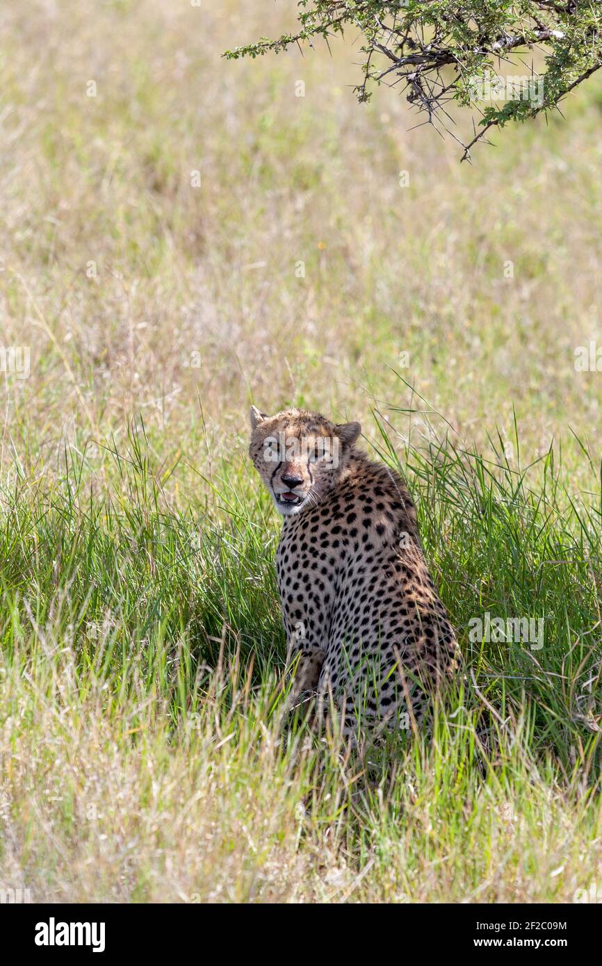 An adult female Cheetah laying in the shade, looking back, Lewa ...