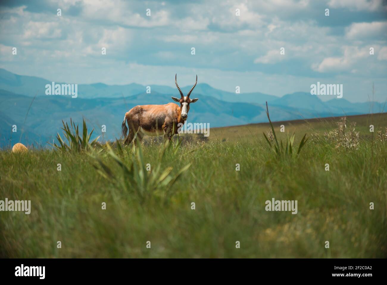Blesbok on the hills of Malolotja Nature Reserve, Swaziland. February ...