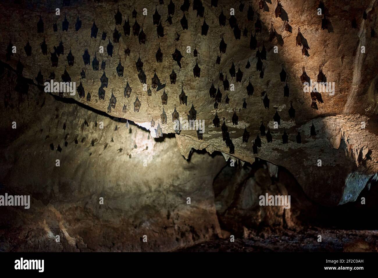 A flock of bats sleep on the ceiling in a cave. With a flashlight in ...