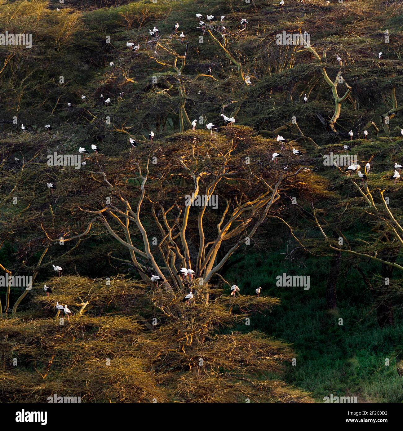 White storks roosting in the trees, late afternoon, Lewa Wilderness ...