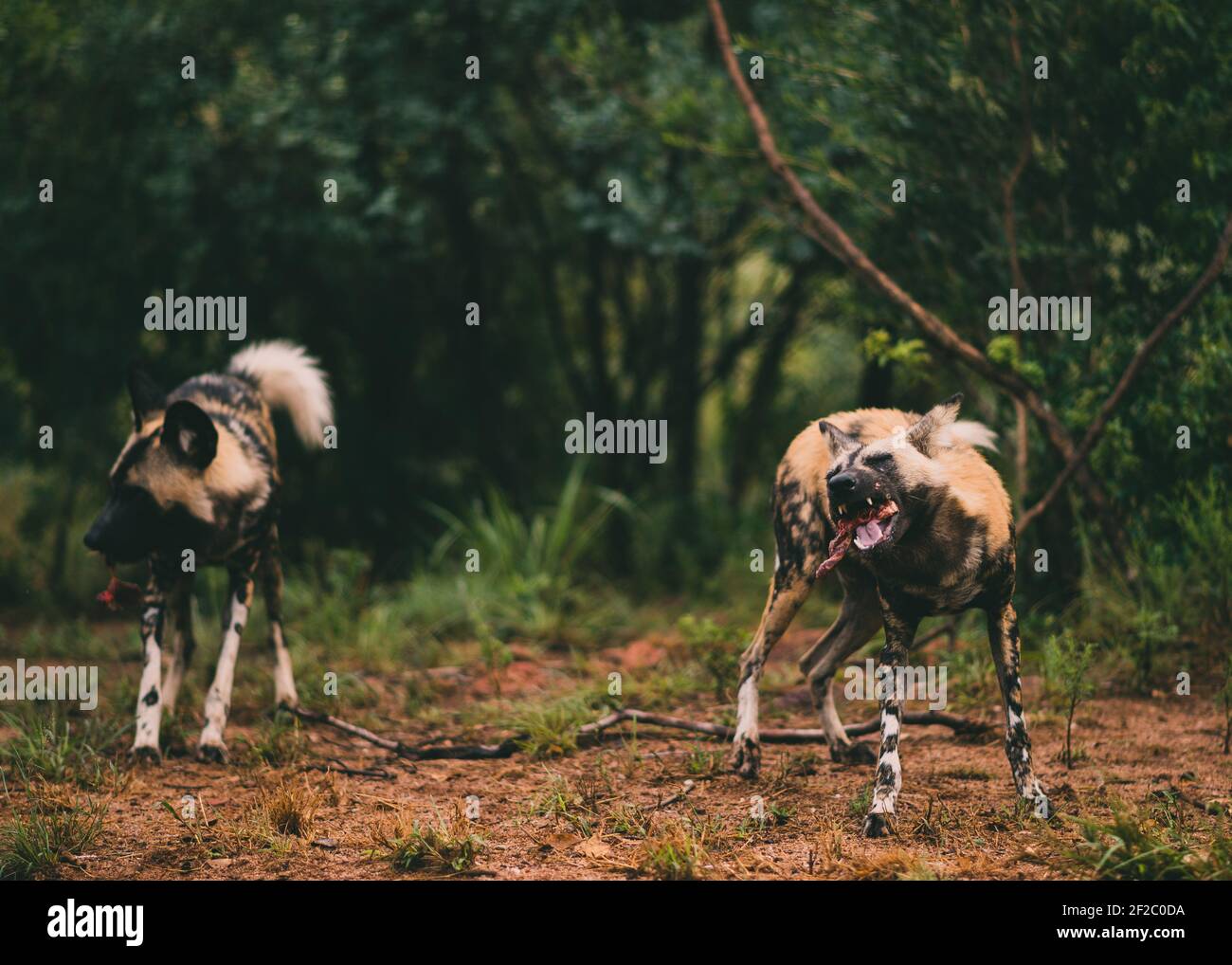 Mabalingwe hi-res stock photography and images - Alamy