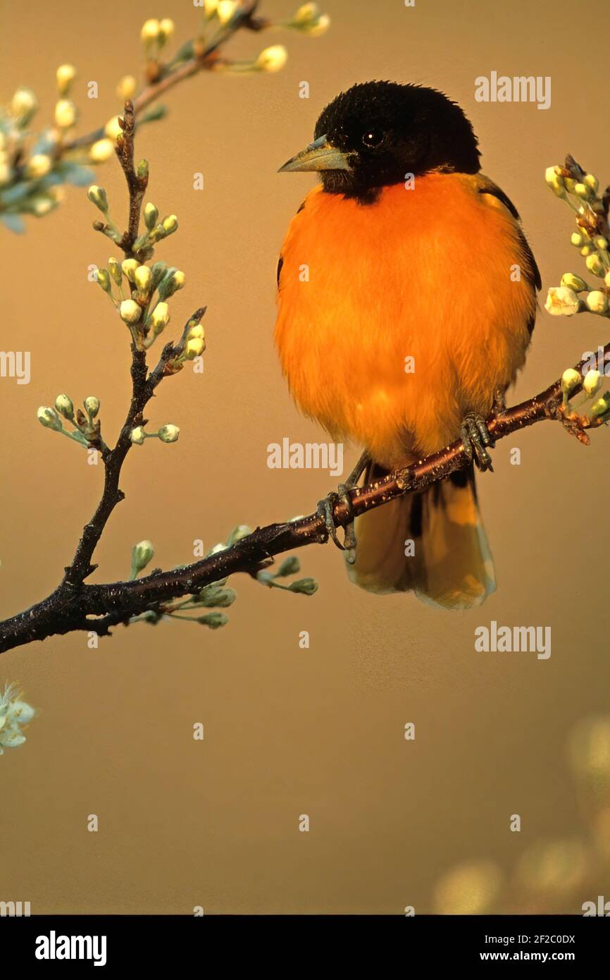 Northern orioles hi-res stock photography and images - Alamy