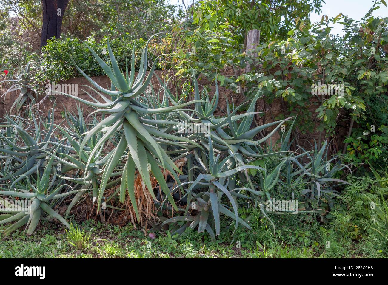 Shrubs and trees in the grounds of Lewa Wilderness,Lewa Conservancy ...