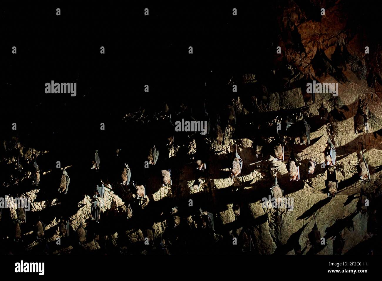 A flock of bats sleep on the ceiling in a cave. With a flashlight in ...