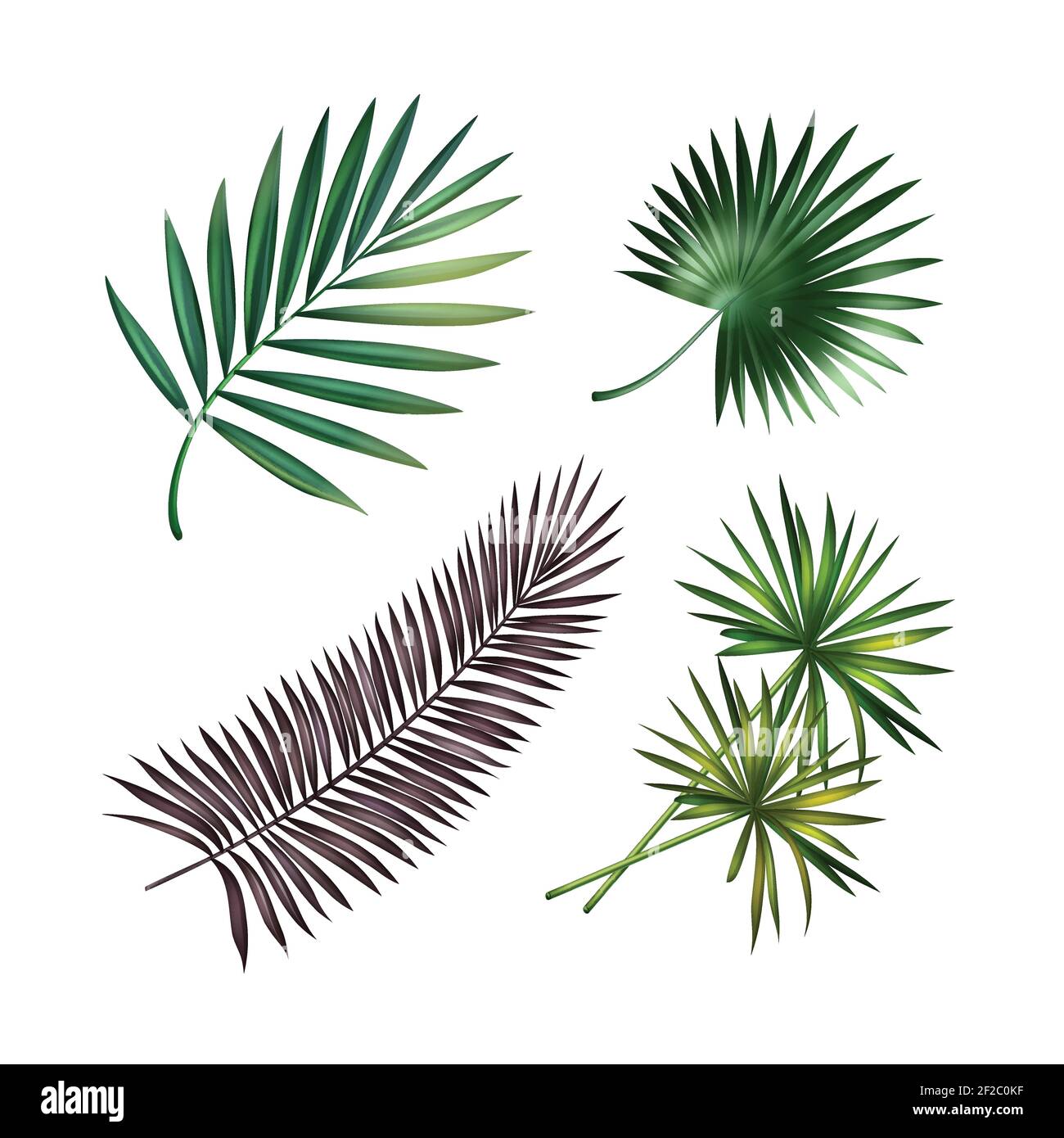 Vector set of green, violet tropical palm leaves isolated on white ...