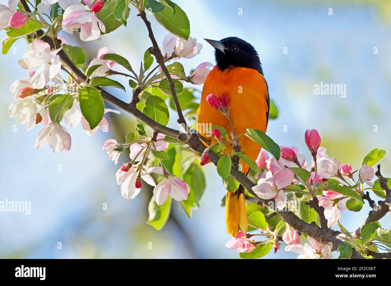 Northern baltimore oriole hi-res stock photography and images - Alamy