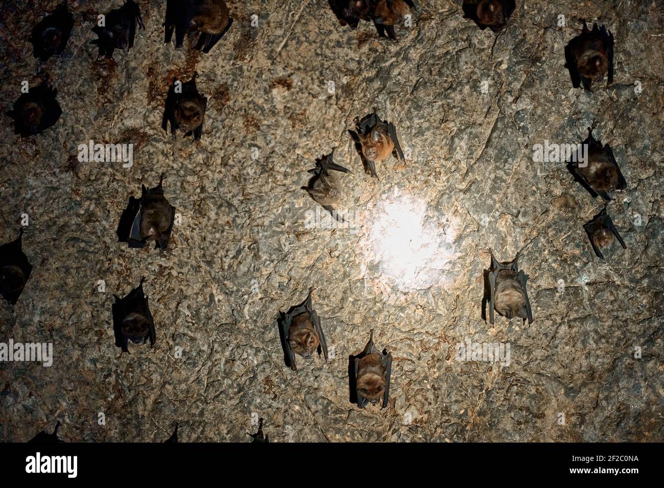 A flock of bats sleep on the ceiling in a cave. With a flashlight in ...