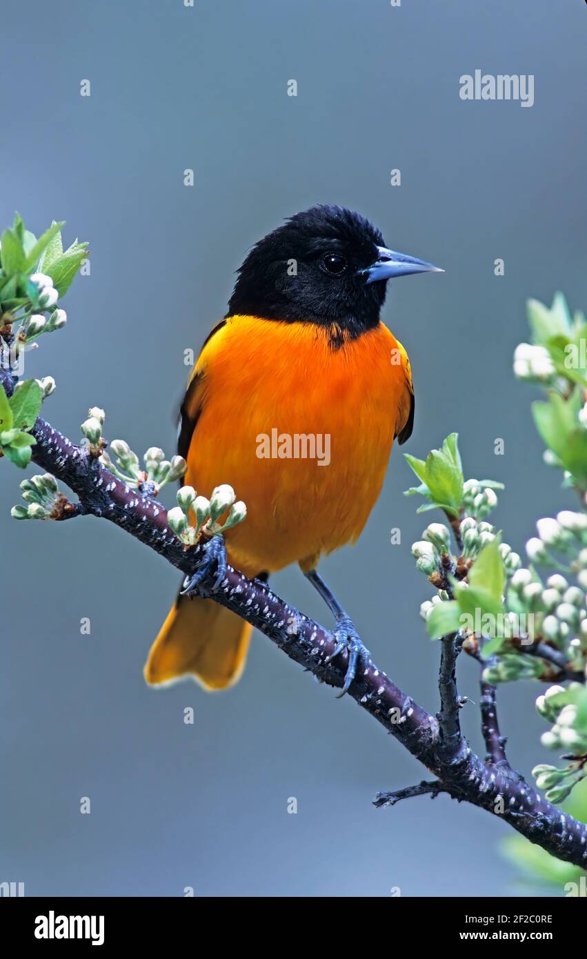 Northern baltimore oriole hi-res stock photography and images - Alamy