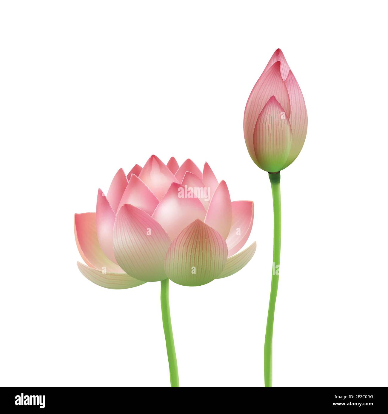 Vector pink lotus flower bud isolated on white background Stock Vector ...