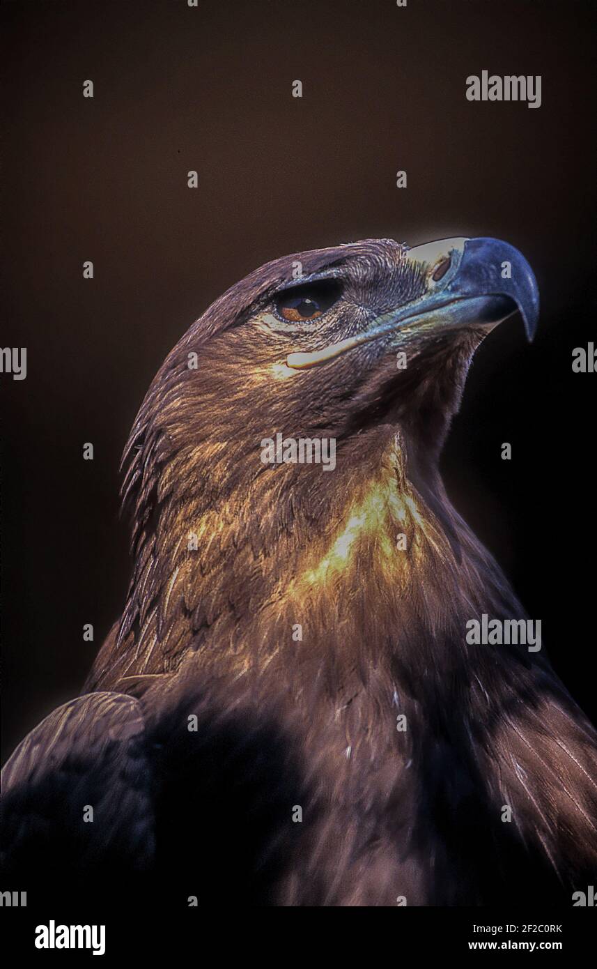 Steppe Eagle (Aquila nipalensis Stock Photo - Alamy