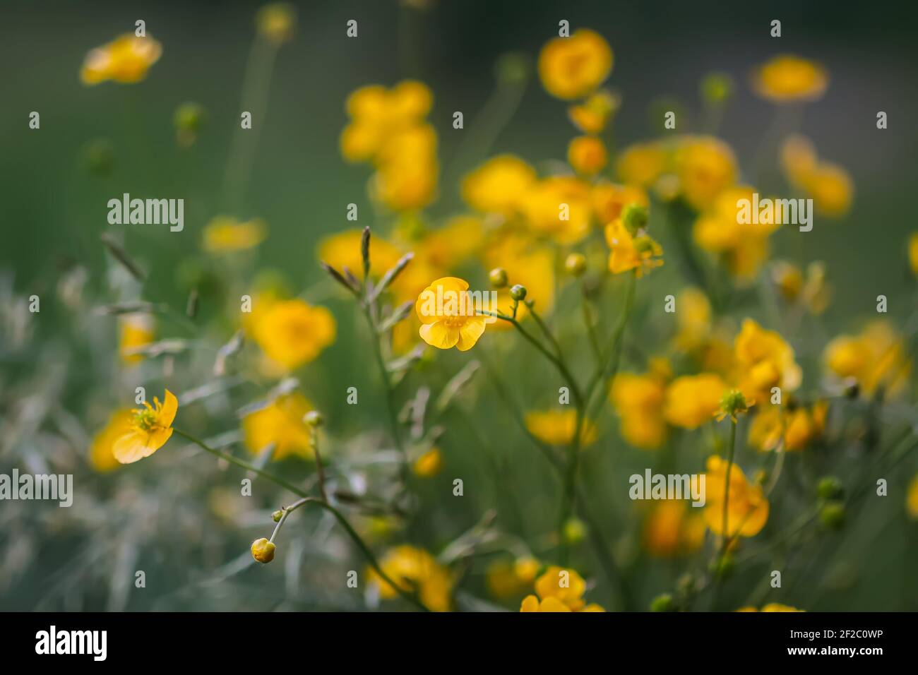 Ranunculus arvensis yellow flowers. Corn buttercup flowers plants on ...