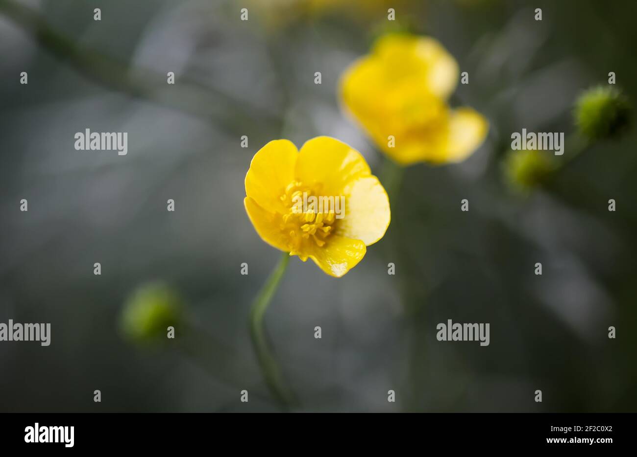 Ranunculus arvensis yellow flowers. Corn buttercup flowers plants on ...