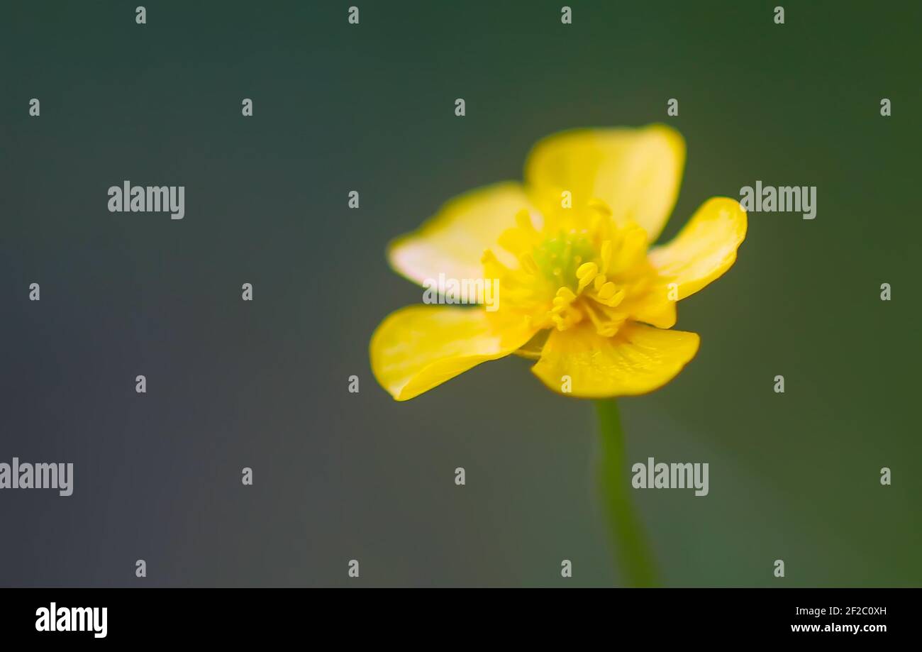 Ranunculus arvensis yellow flower on blurred green background. Corn ...