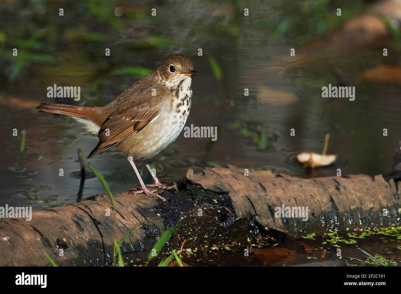 Portrait of thrush hi-res stock photography and images - Alamy
