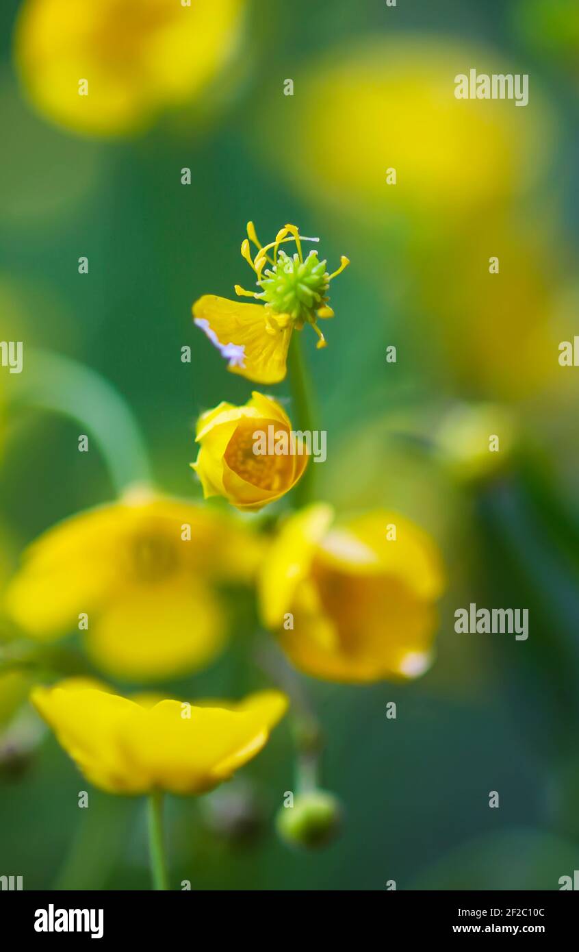 Ranunculus arvensis yellow flowers. Corn buttercup flowers plants on ...