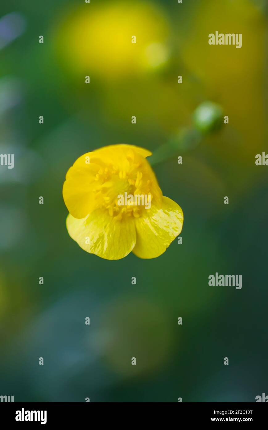 Ranunculus arvensis yellow flowers. Corn buttercup flowers plants on ...