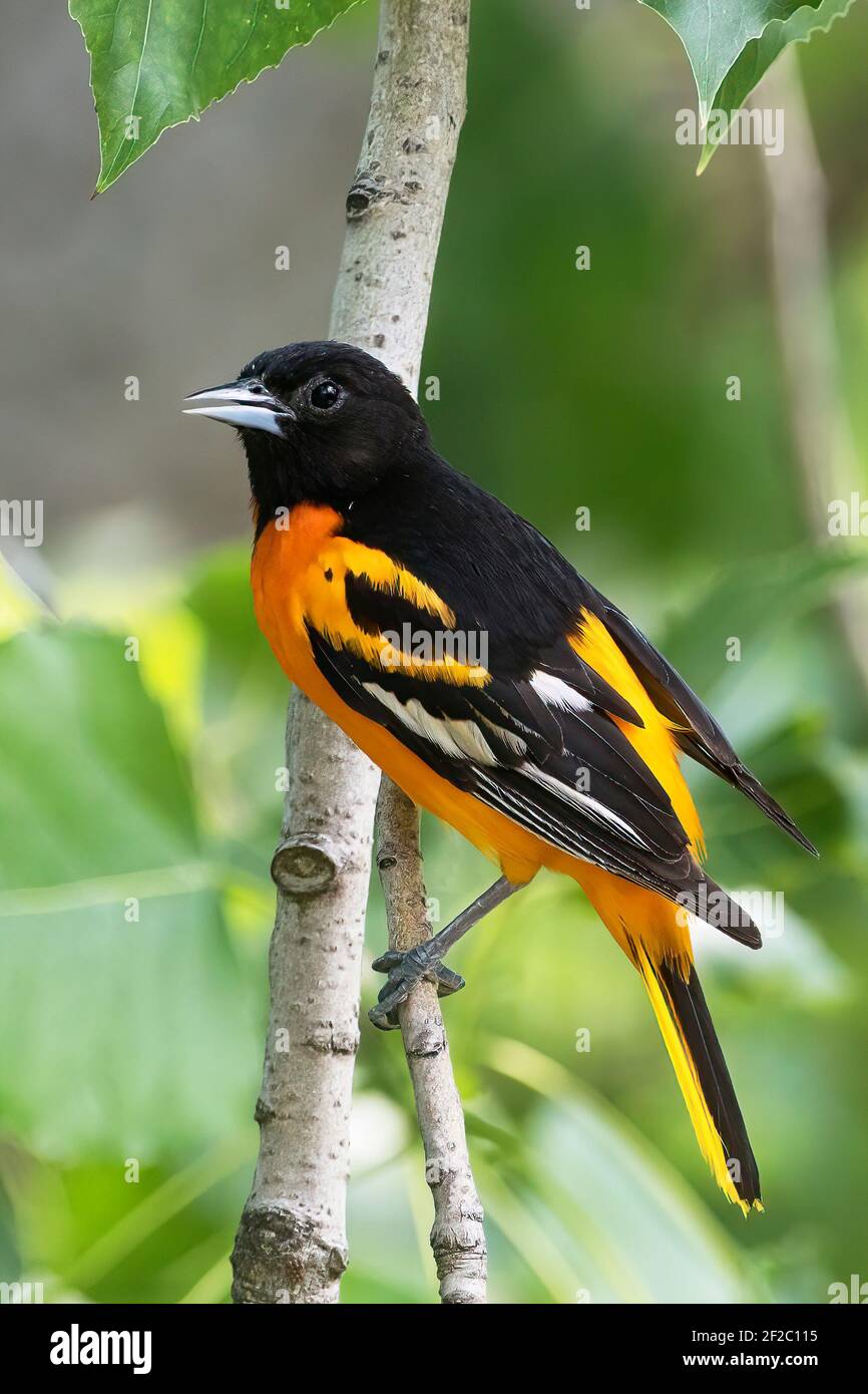Northern baltimore oriole hi-res stock photography and images - Alamy
