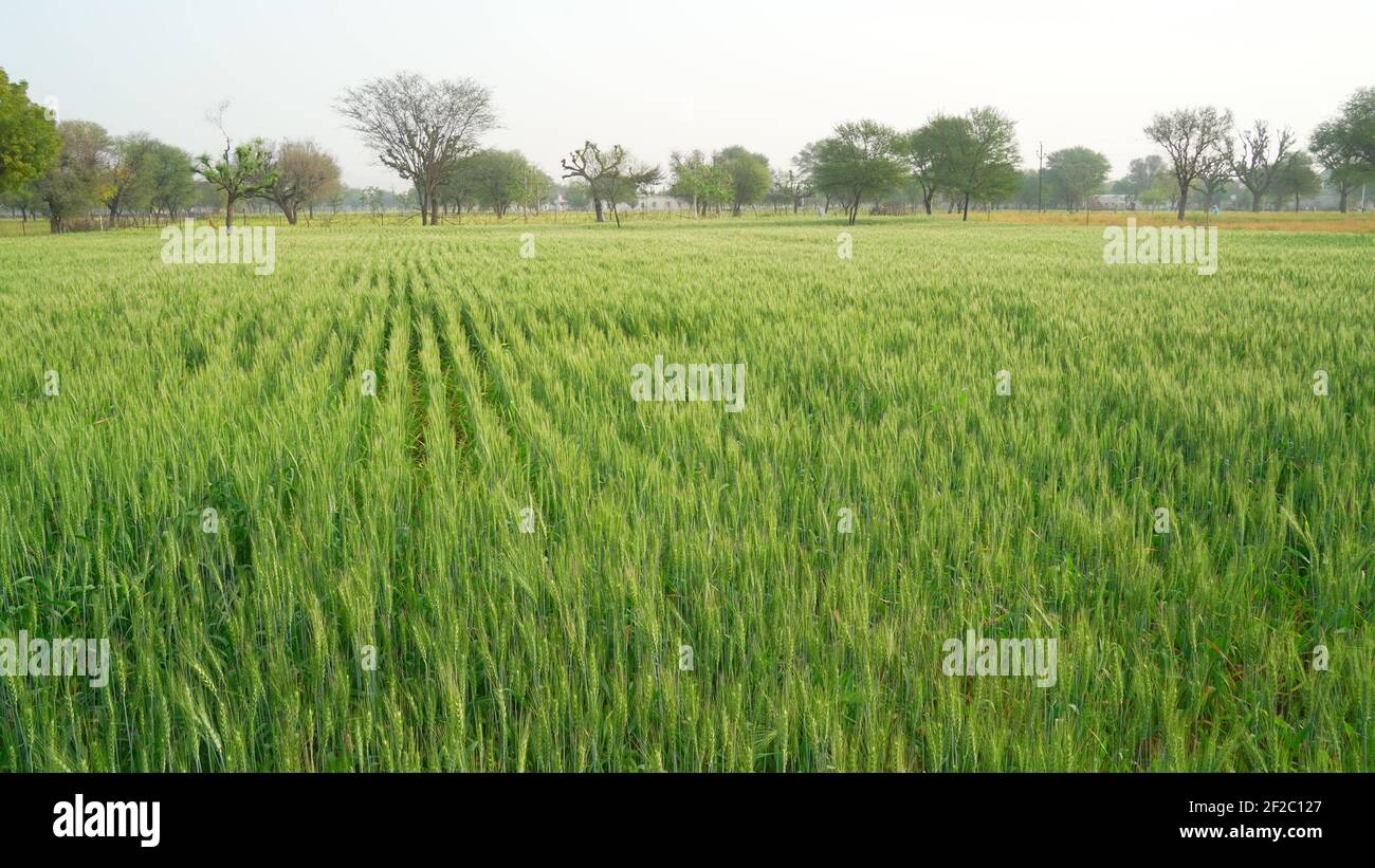 Corn field texture hi-res stock photography and images - Alamy