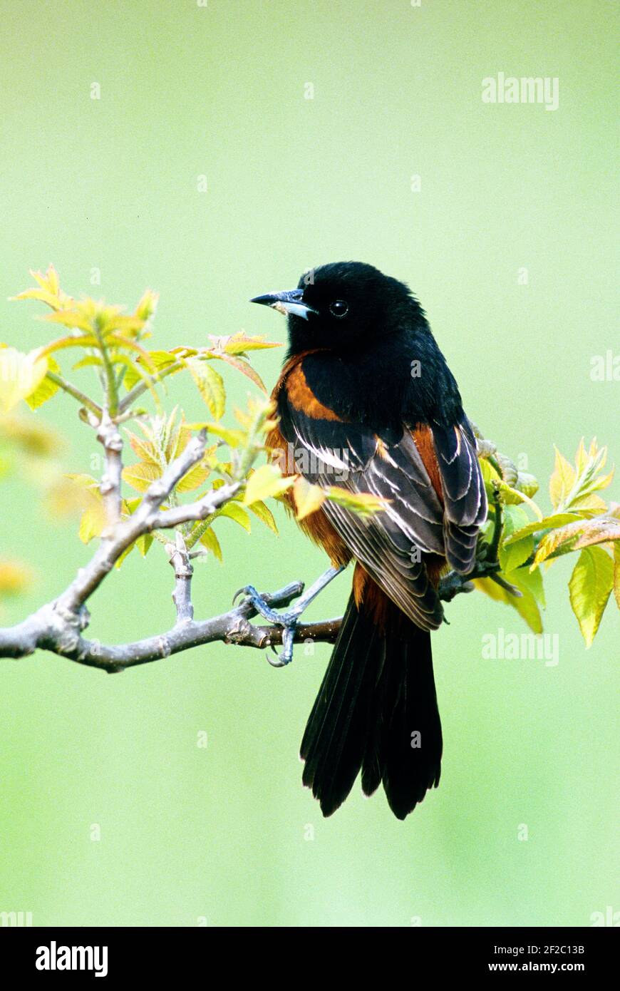 Male orchard oriole perched among spring growth Stock Photo - Alamy