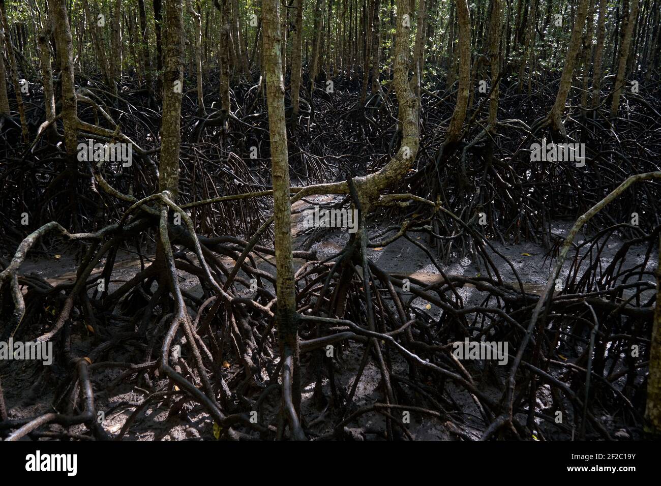 Wild mangrove forest. Mangrove trees Stock Photo - Alamy