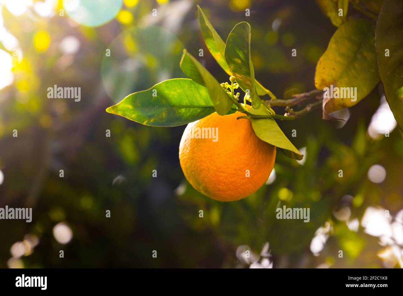 Tree orange hi-res stock photography and images - Alamy