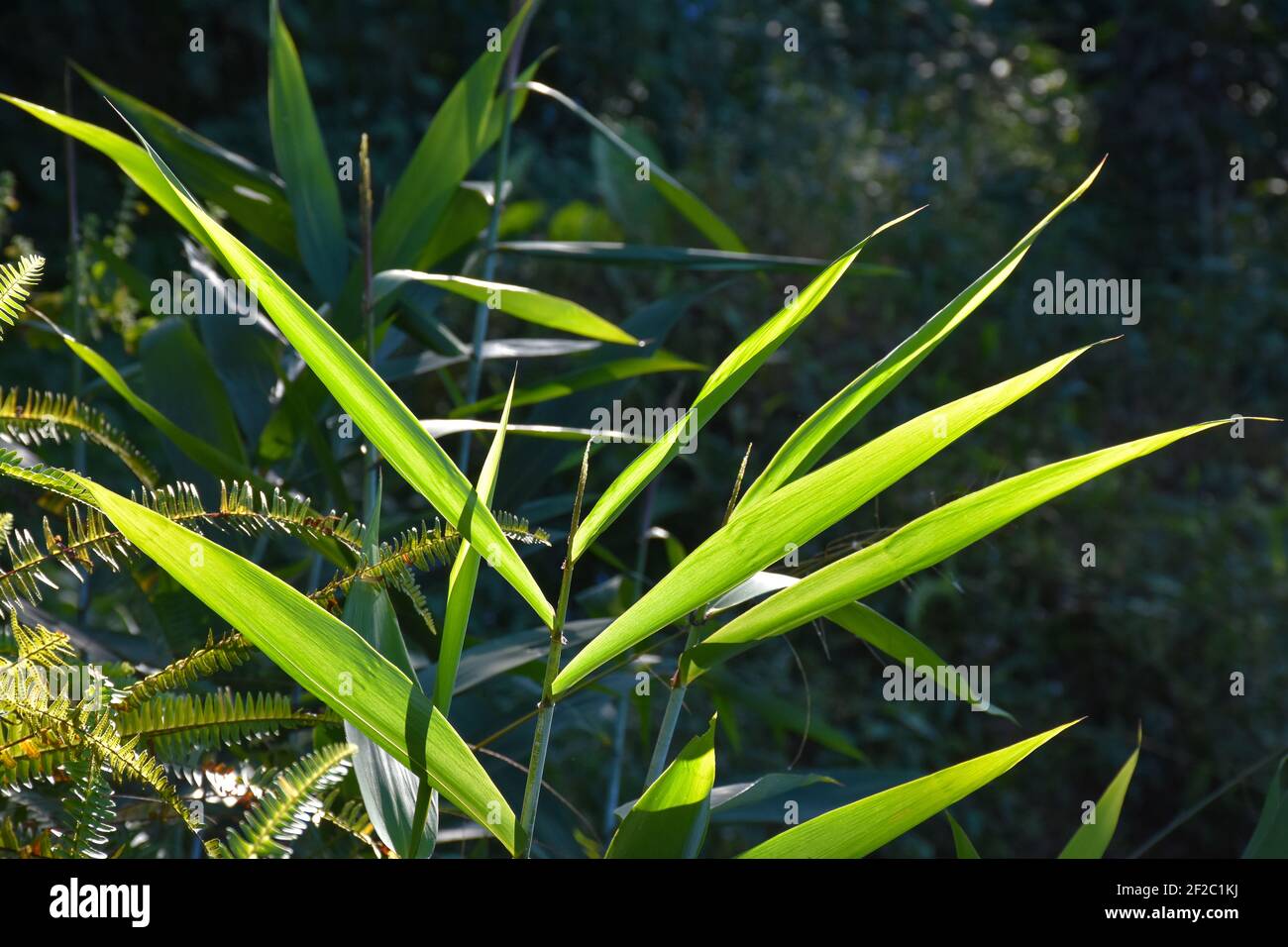Folios hi-res stock photography and images - Alamy