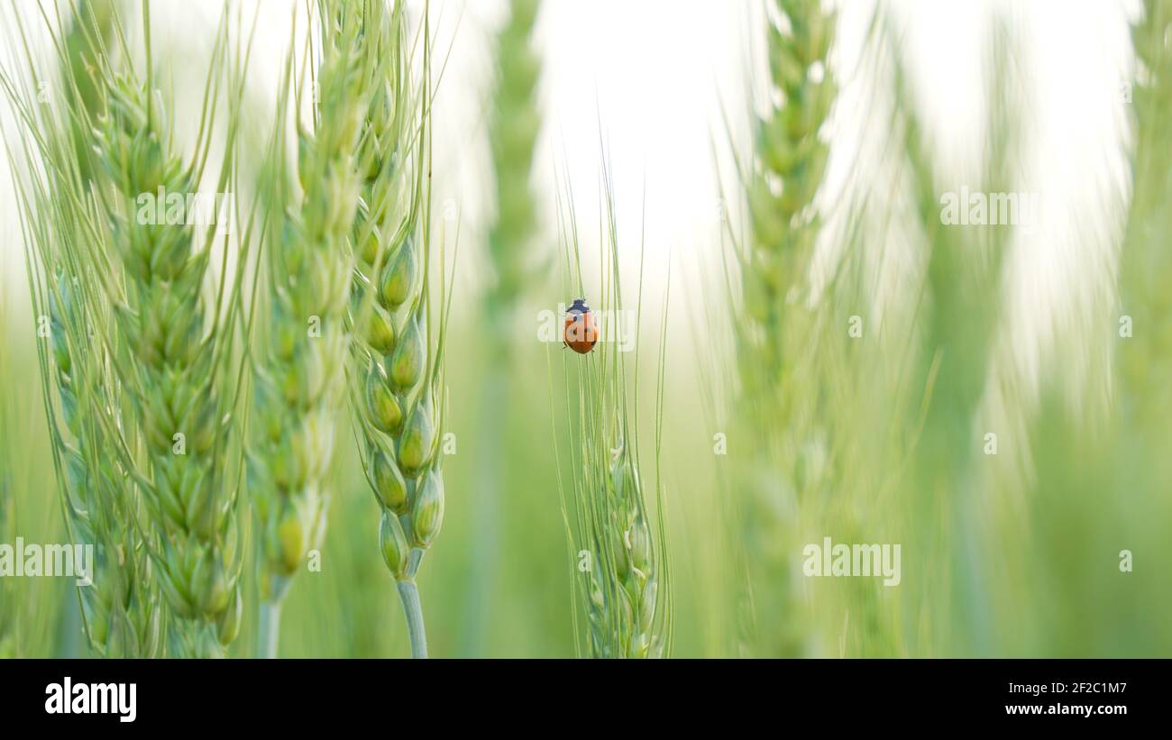 Closeup ladybugs sitting on the wheat ears or pods in sunset sky ...