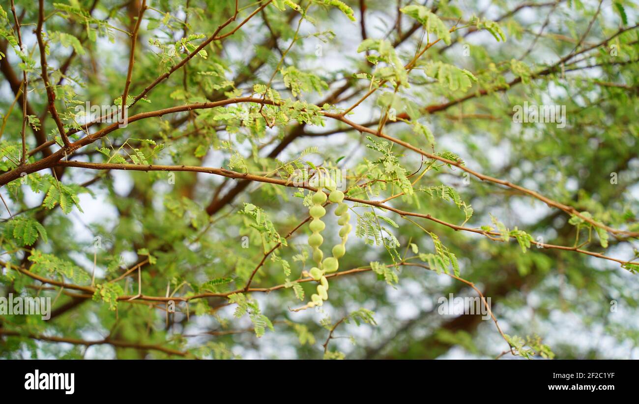 India forest fruit hi-res stock photography and images - Alamy