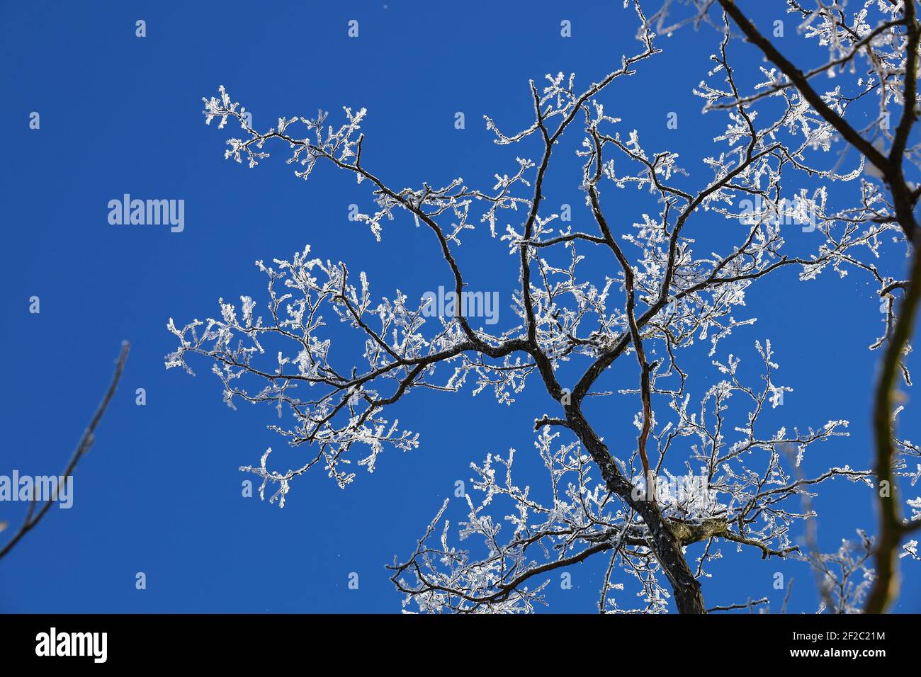 Feather frost hi-res stock photography and images - Alamy