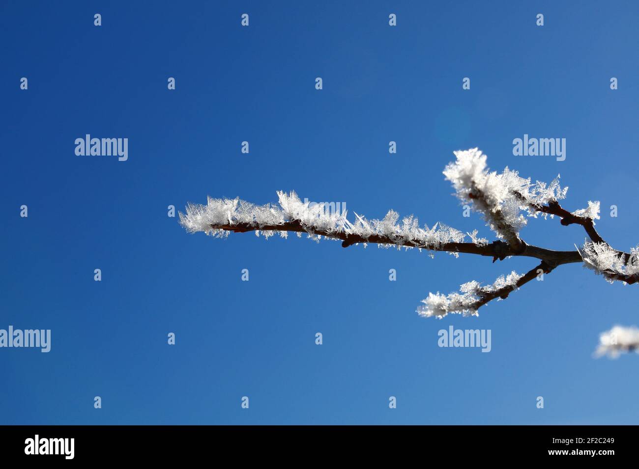 Feather frost hi-res stock photography and images - Alamy