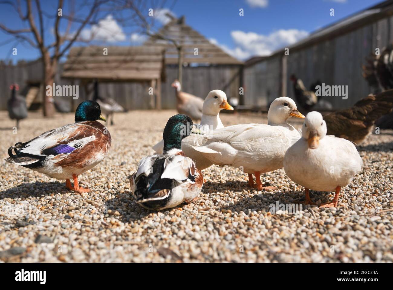 Blurred farm background hi-res stock photography and images - Alamy