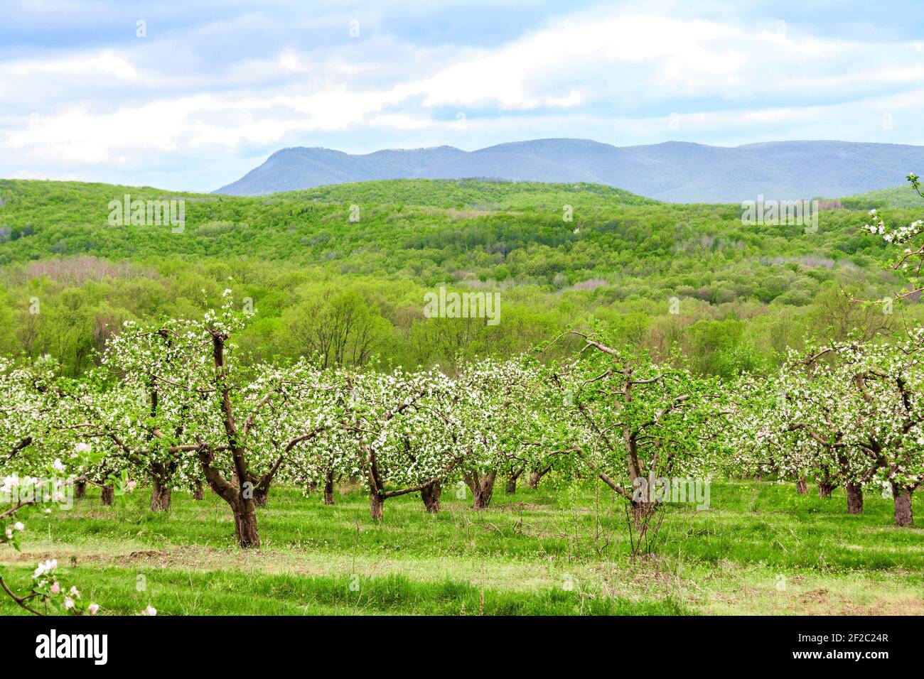 Fruit blossom period hi-res stock photography and images - Alamy
