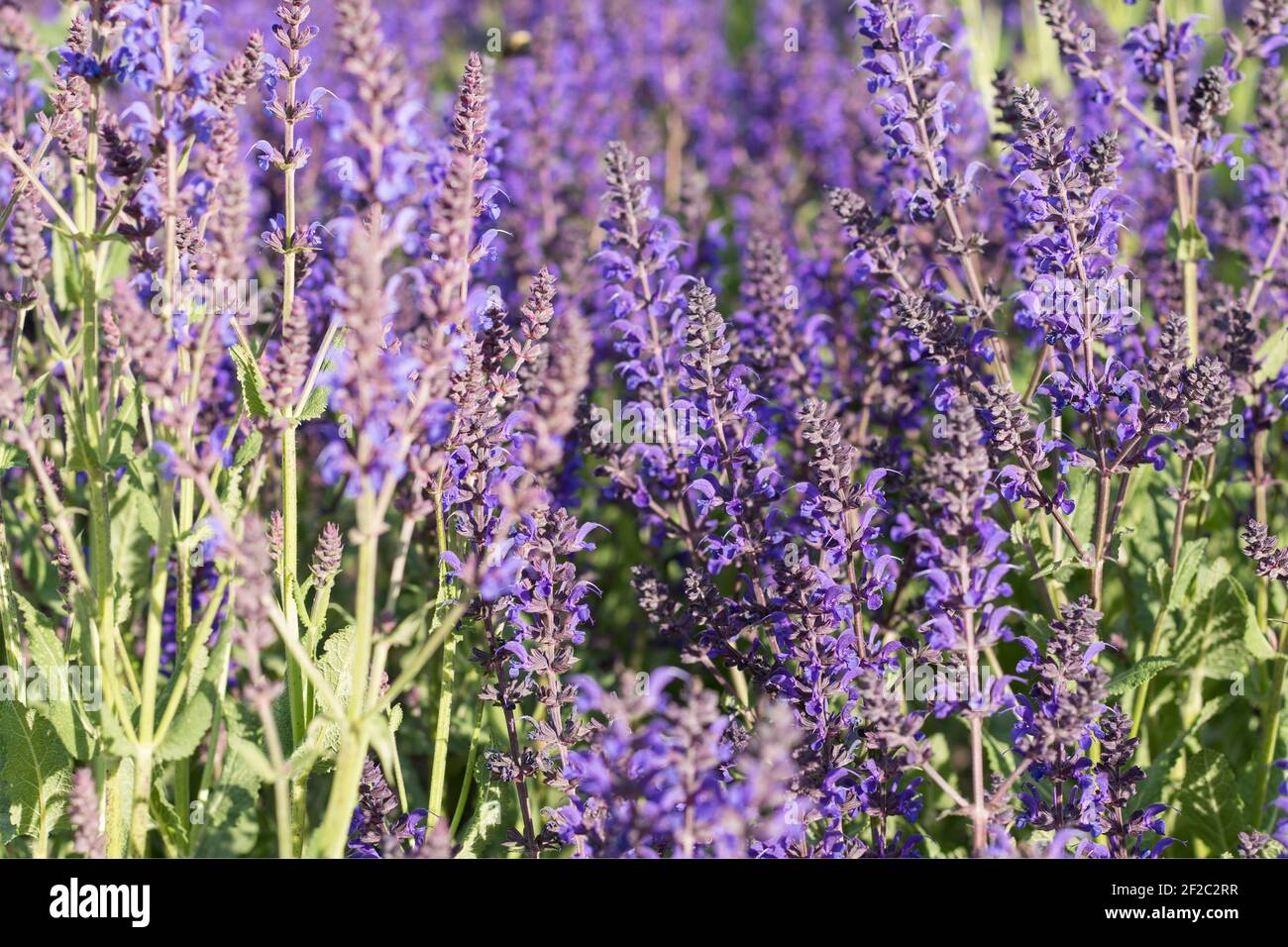 Violet meadow hi-res stock photography and images - Alamy