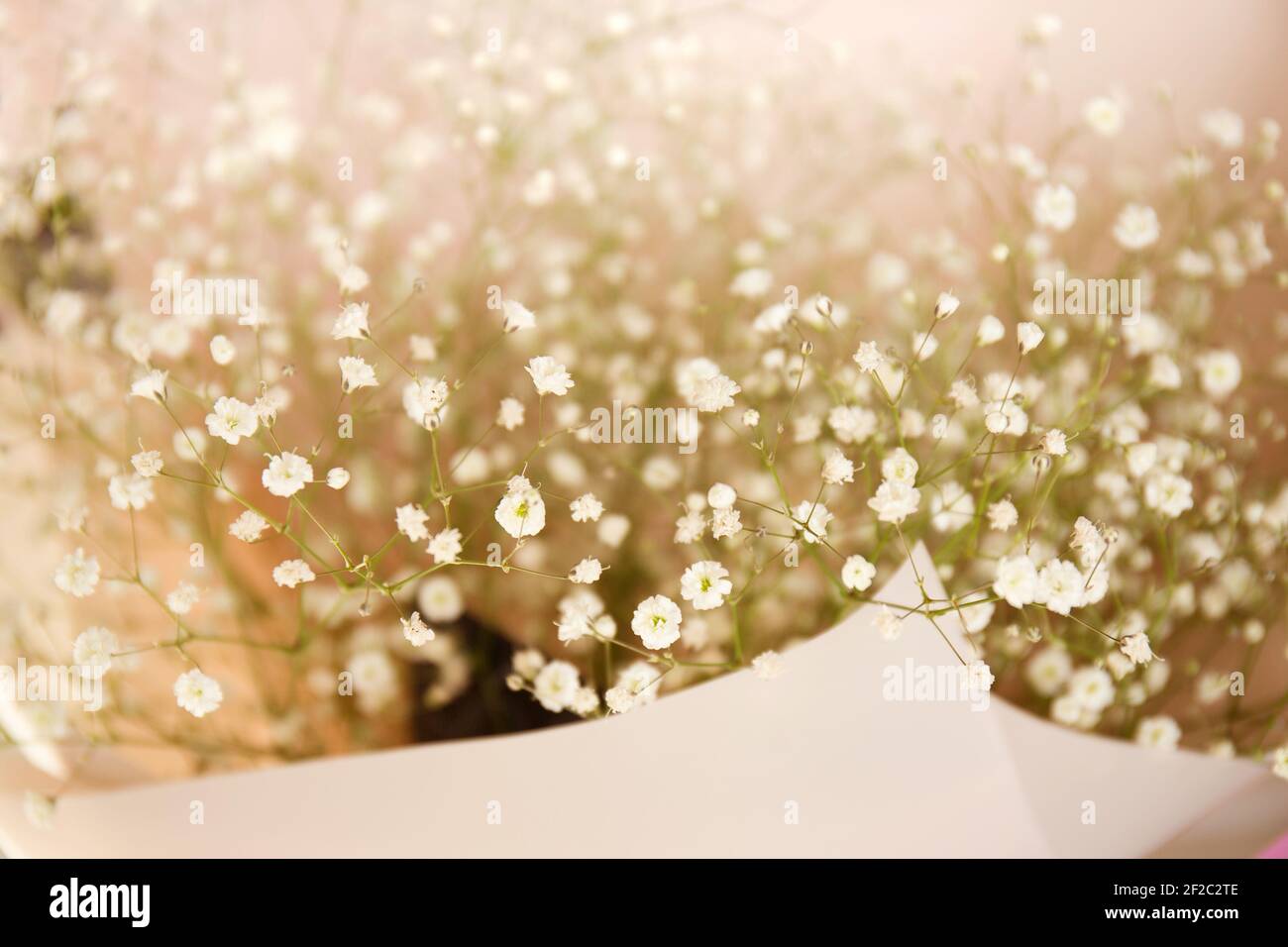 Big beautiful bouquet of small white flowers of Gypsophila Paniculata ...