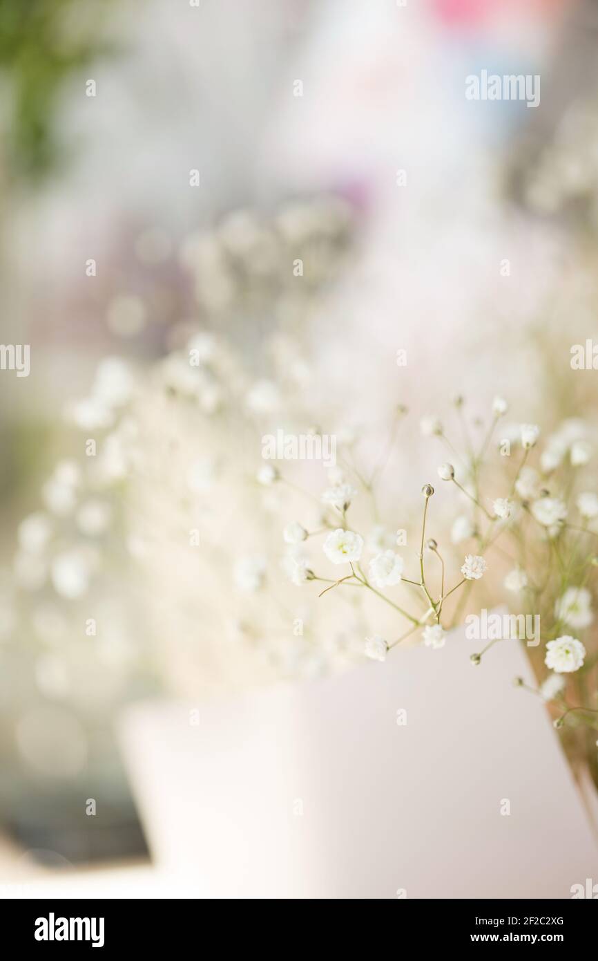 Big beautiful bouquet of small white flowers of Gypsophila Paniculata ...