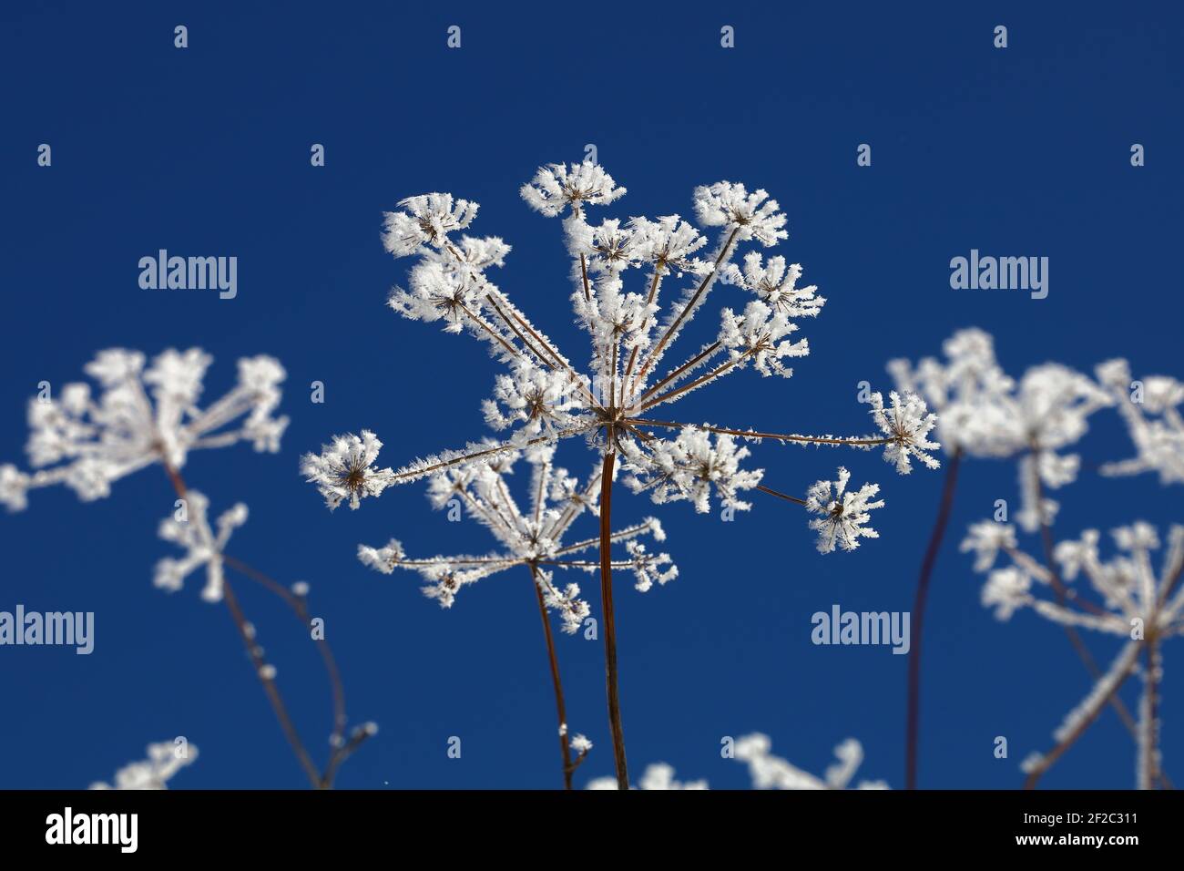 Ice flower hi-res stock photography and images - Alamy