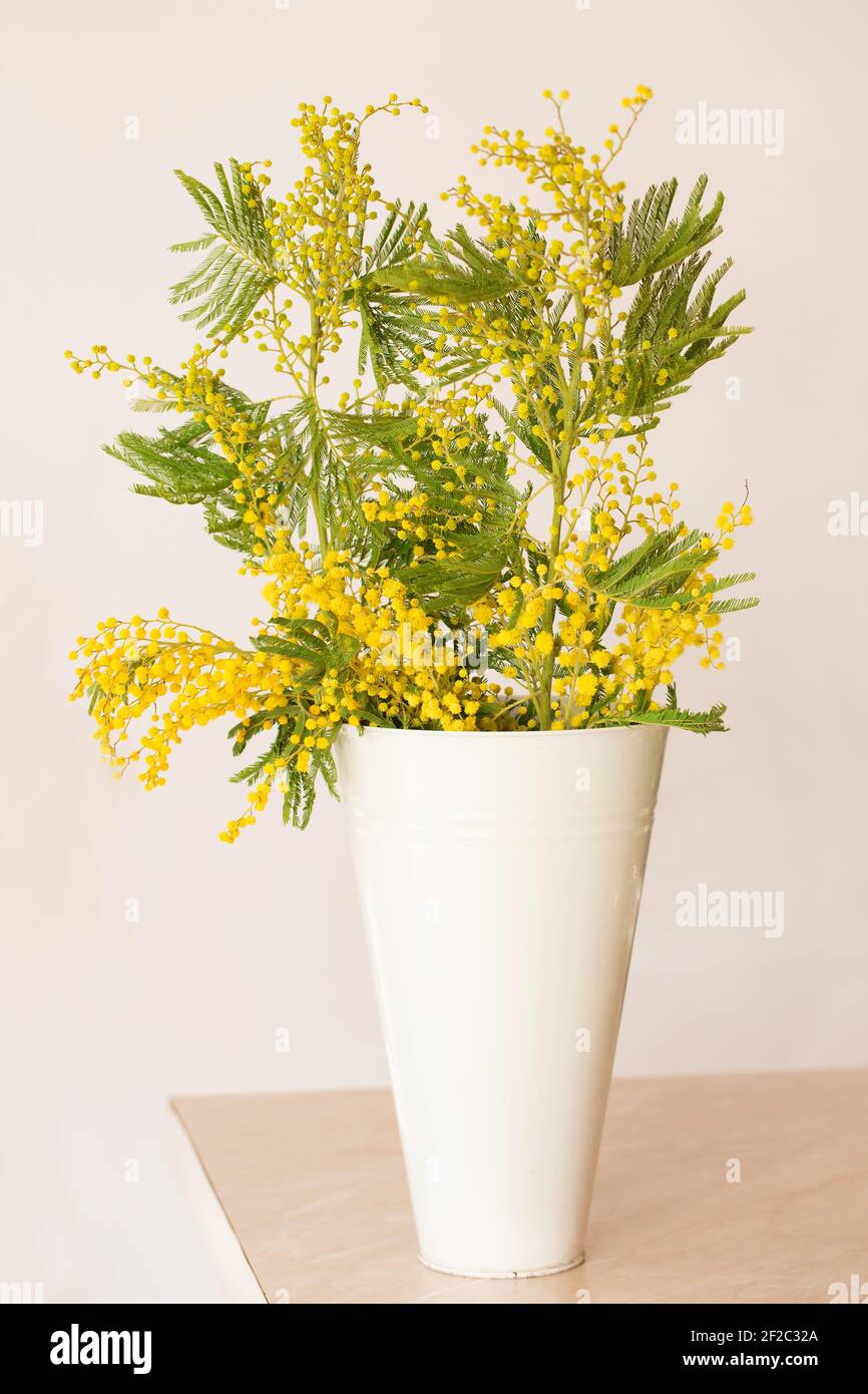 Blooming branch of fragrant spring mimosa in a white vase Stock Photo ...