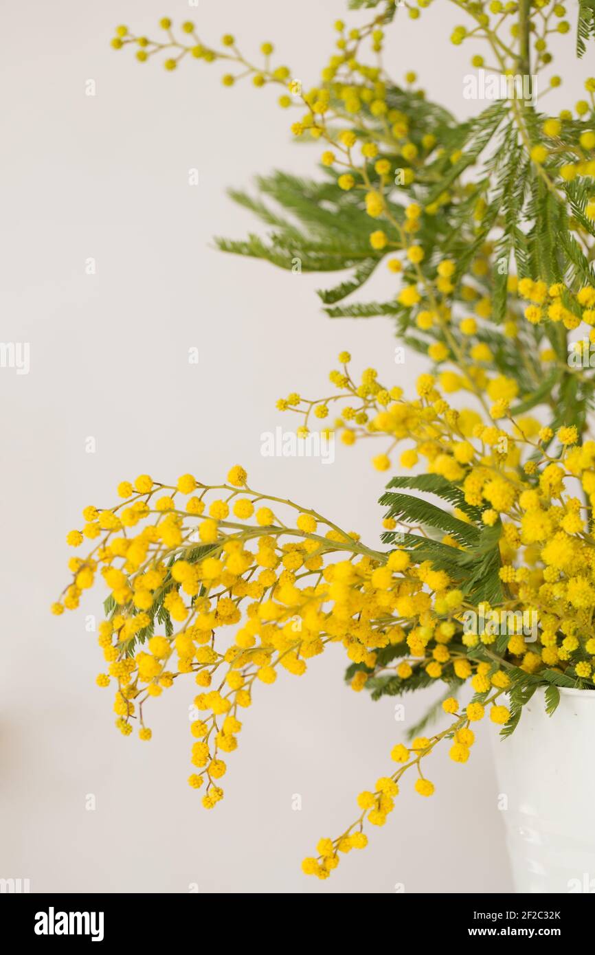 Blooming branch of fragrant spring mimosa in a white vase Stock Photo ...