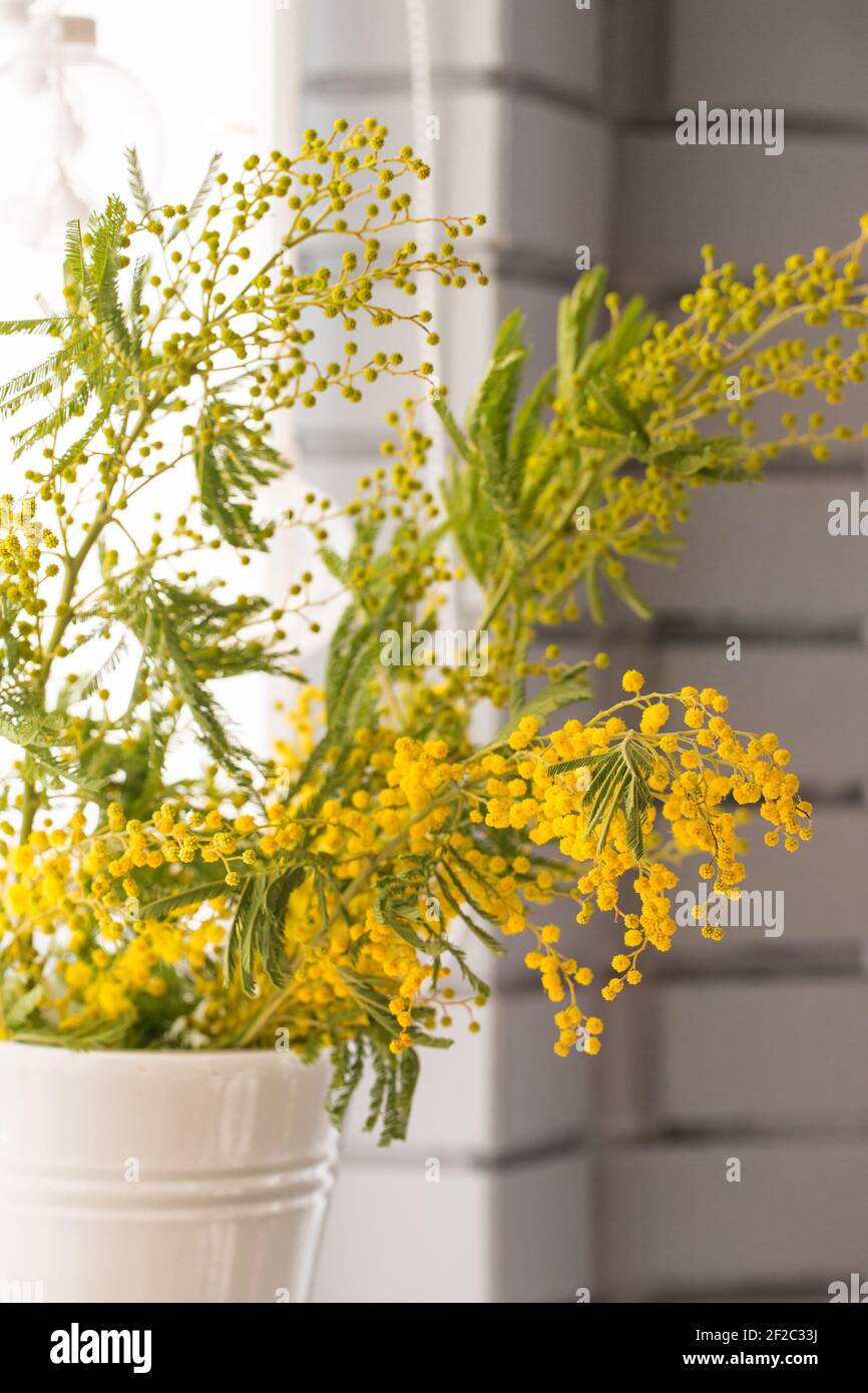 Blooming branch of fragrant spring mimosa in a white vase on a sunny ...