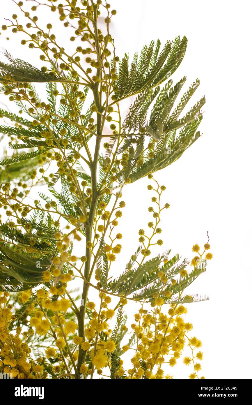 Blooming branch of fragrant spring mimosa in a white vase on a sunny ...
