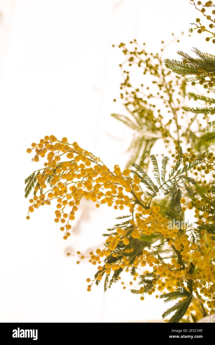 Blooming branch of fragrant spring mimosa in a white vase on a sunny ...