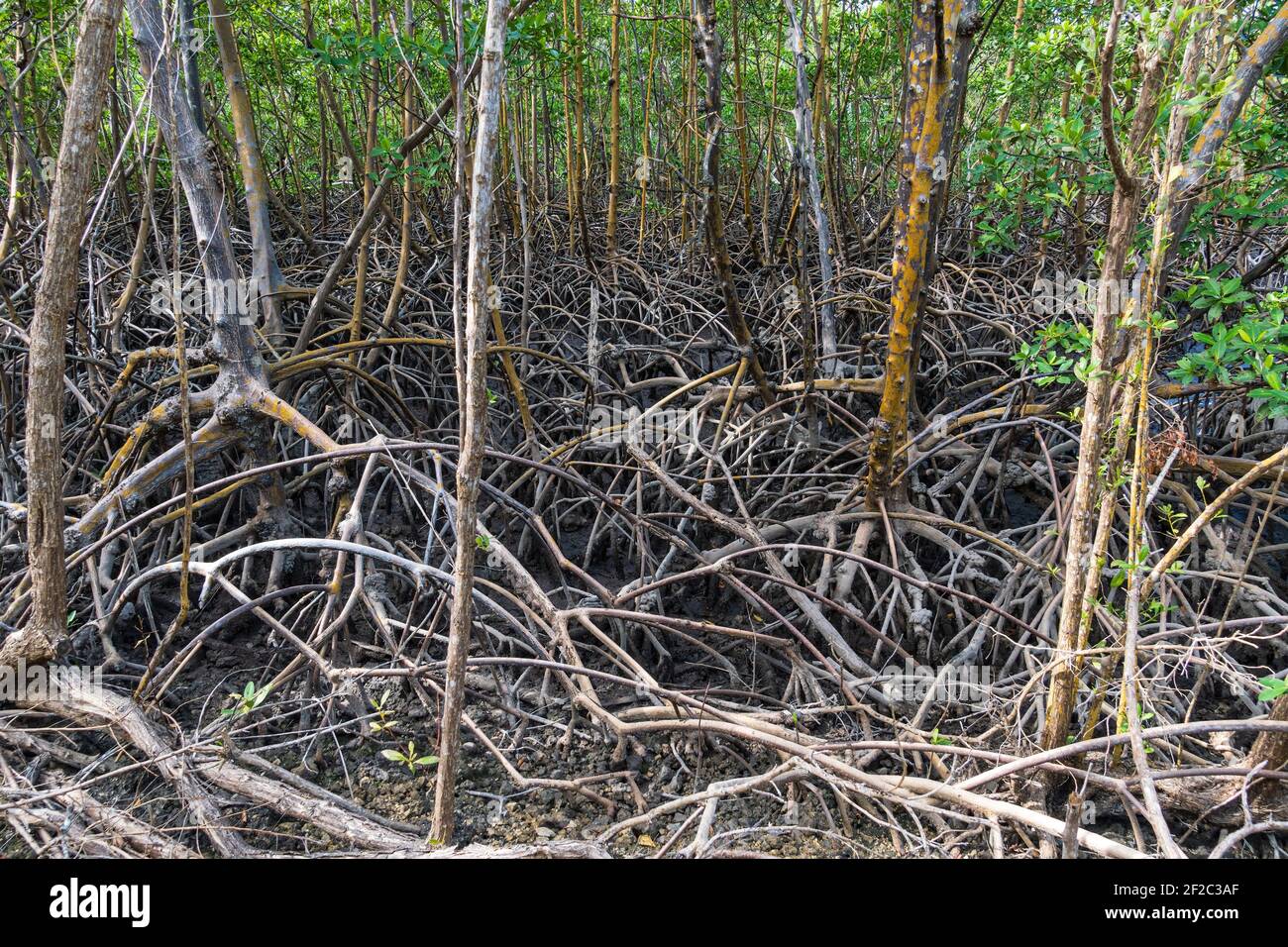 Prop roots hi-res stock photography and images - Alamy