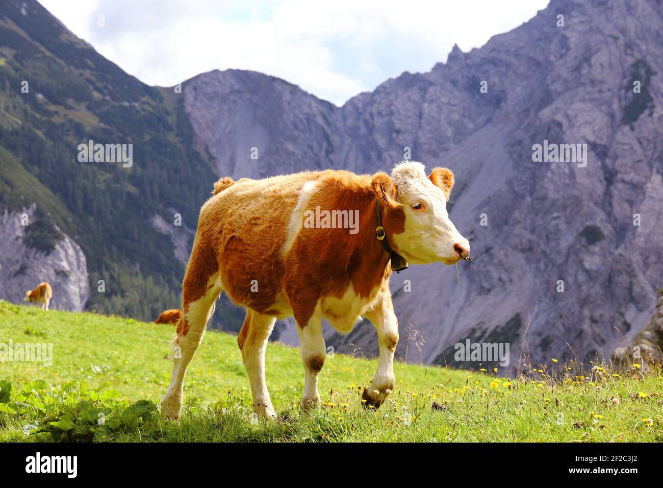 Cow in alps hi-res stock photography and images - Alamy