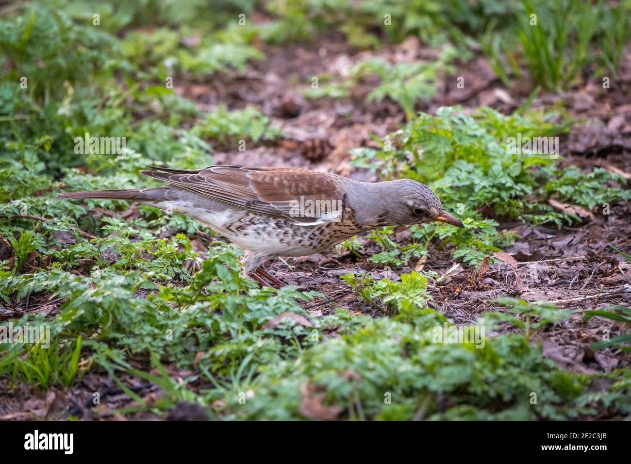 Wood bird Fieldfare on a spring lawn. Fieldfare, Turdus pilaris. Close ...