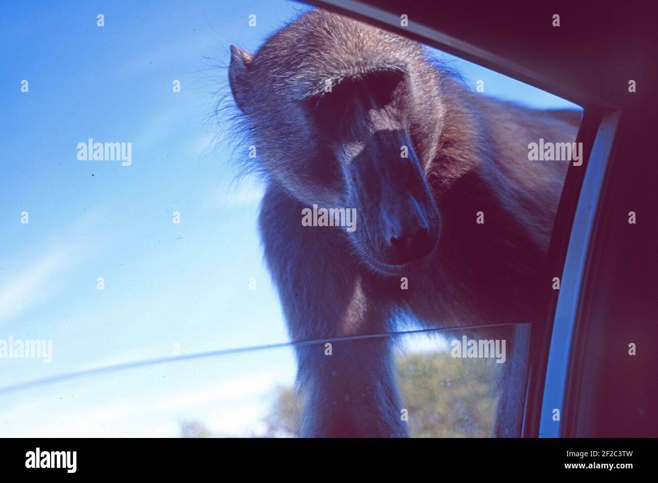 South Africa: A pavian monkey looking into the car window at Cape Point ...